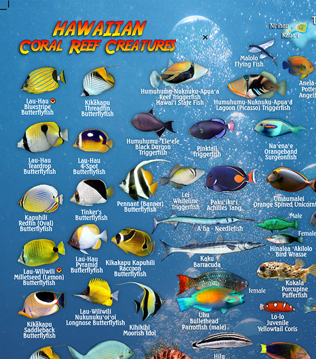 Franko Maps | Adventure Dive Surf Walking and Hiking Guides